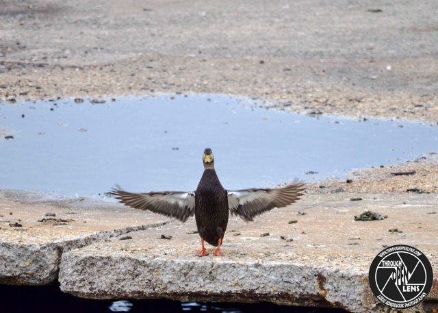 Do We Have A Problem Here! – Through Open Lens