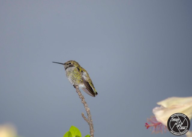 Haven’t You Heard That The Bird Is The Word ?! – Through Open Lens