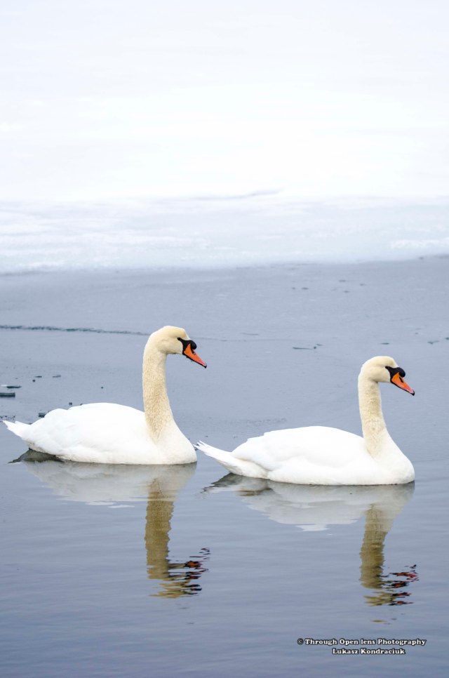 Double Trouble! – Through Open Lens