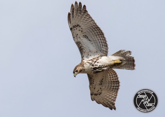 Well…This Is Hawkward – Through Open Lens