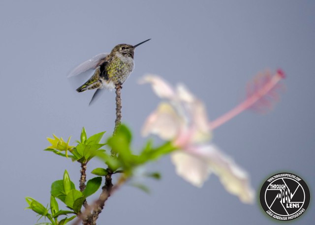 I’m So Tired All The Time… I’ve Got Too Many Feeders On My Plate ...