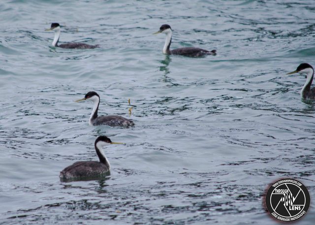 Be Different! – Through Open Lens