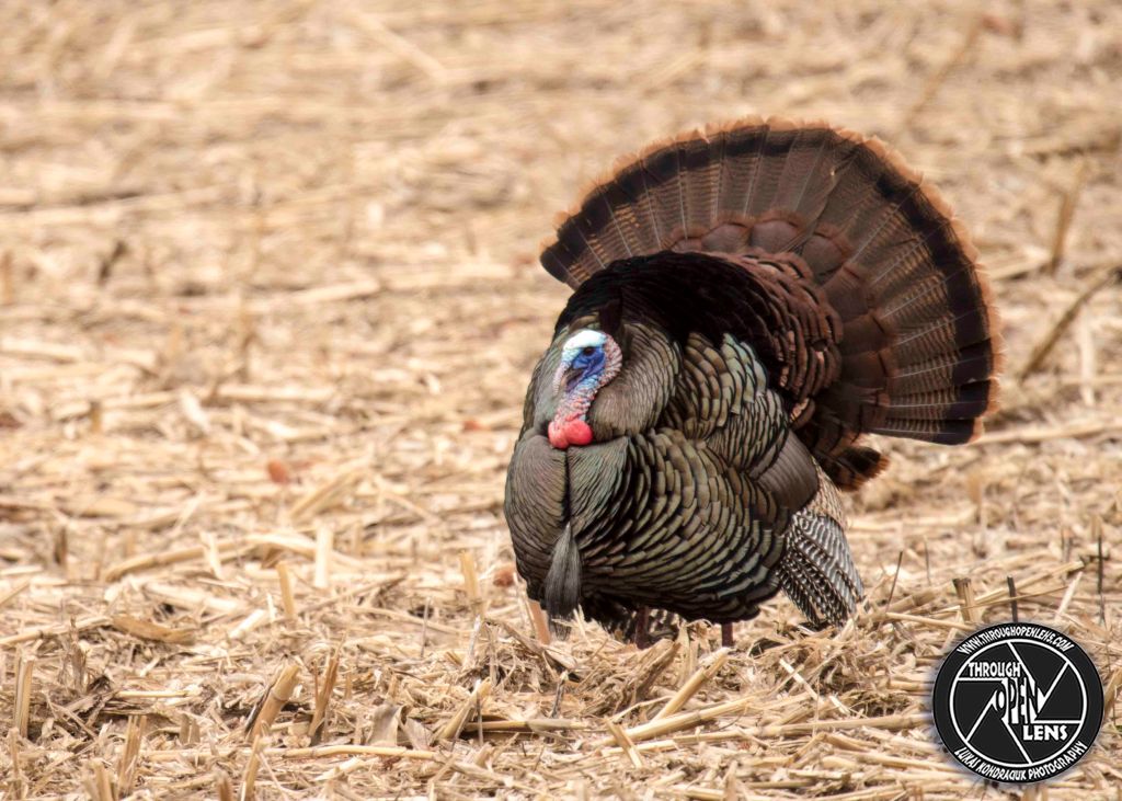 Page 2 – Through Open Lens