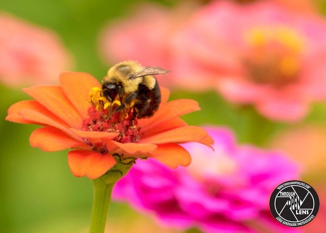 Don’t Drink And Fly! – Through Open Lens