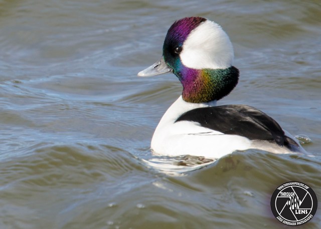 Quack Head! – Through Open Lens