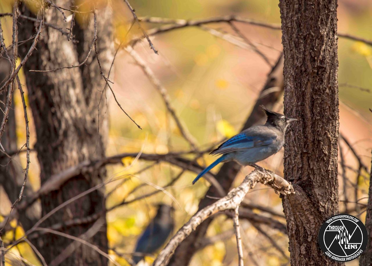 Page 2 – Through Open Lens