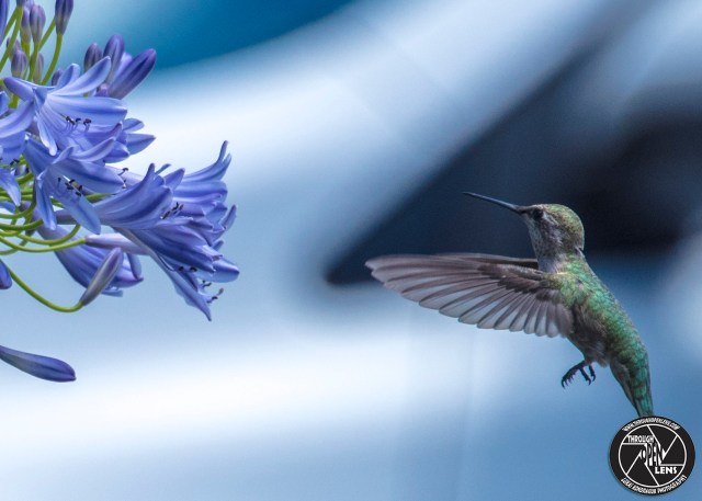 We Are All Winging it! – Through Open Lens