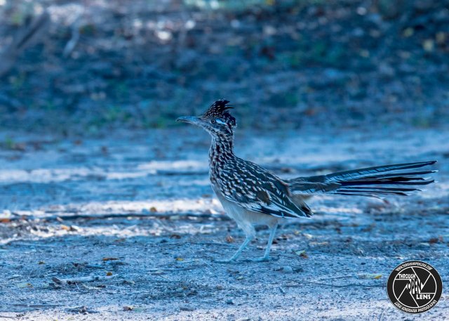 Beep, Beep! – Through Open Lens