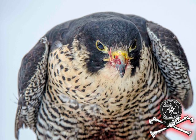 I Am Not Proud Of What I Did – Through Open Lens