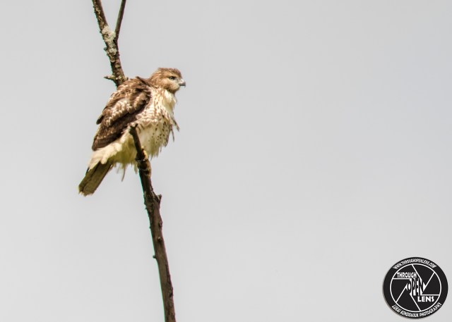 You Give Me The Chills! – Through Open Lens