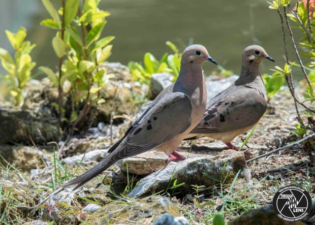 Just The Two Of Us! – Through Open Lens