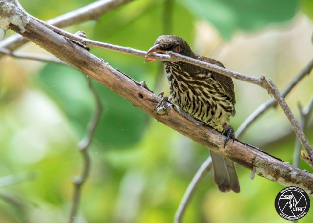 Careful I Bite! – Through Open Lens