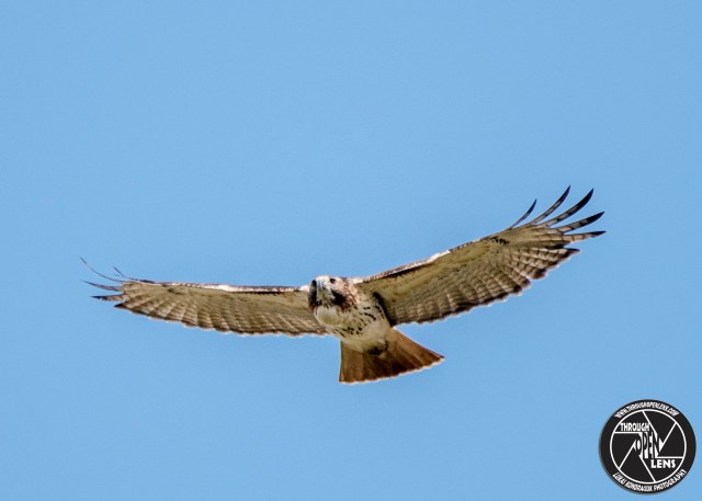 To Be Honest I’m Just Winging It! – Through Open Lens