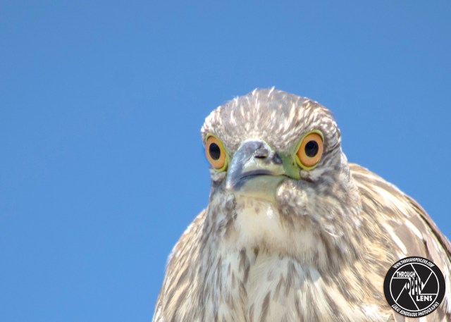 Look Into My Eyes! – Through Open Lens