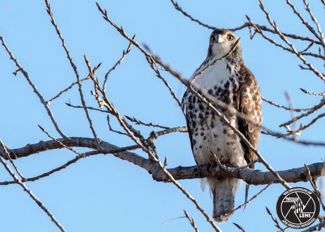 I’m Watching You! – Through Open Lens