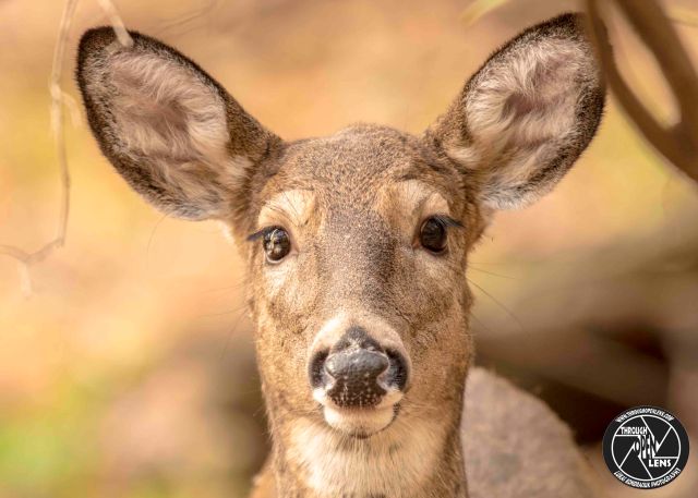 Hi I Exist! – Through Open Lens