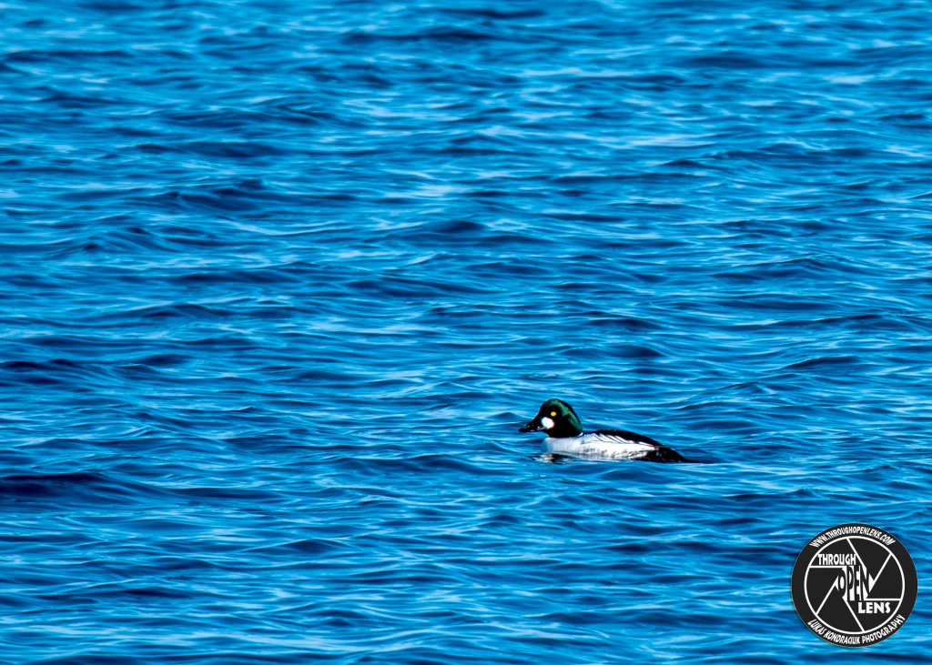 Page 2 – Through Open Lens