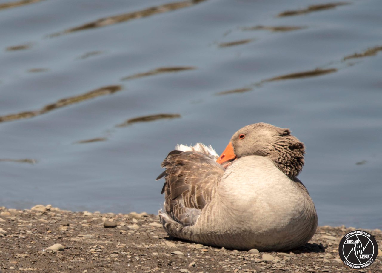 Page 2 – Through Open Lens